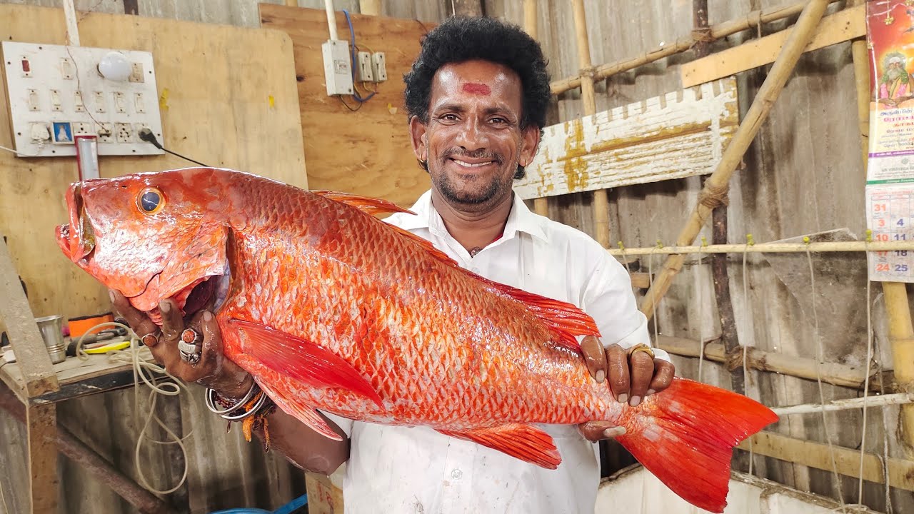 Delicious Marine Fish / Dhanasekar Fish Shop / Kasimedu Fishing Harbor ...