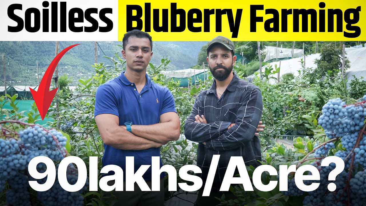 1 Acre Blueberry Farm से 90 Lakhs | Step by Step Business Guide ...