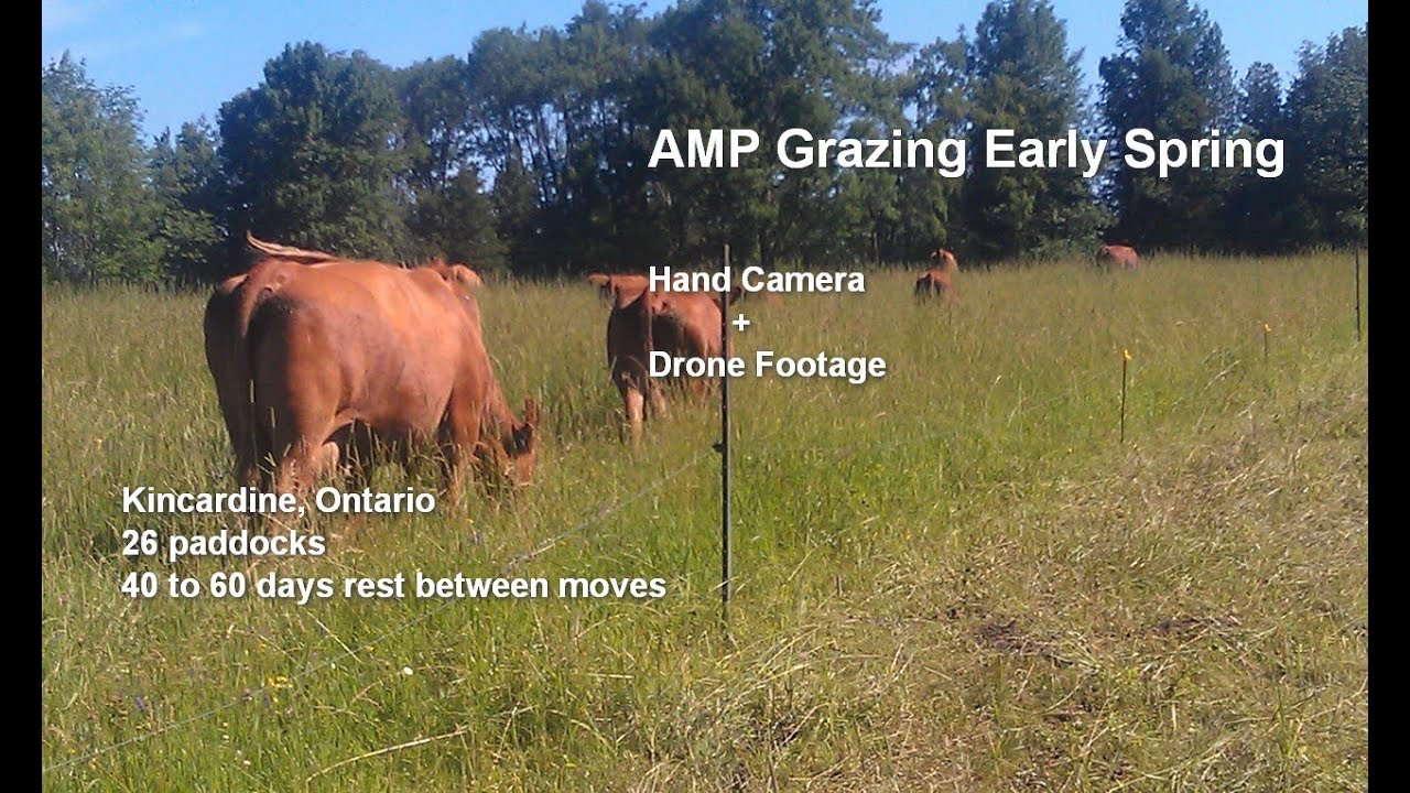 Moving cows with rotational AMP grazing + Drone footage - YouTube