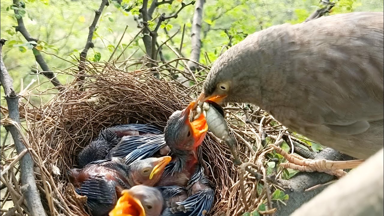 Wild Common Babbler Mom Baby Care Feeding and Nurturing ...