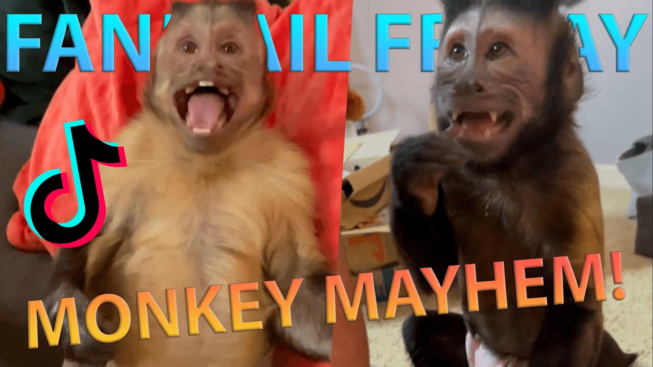 Georgie Boy Official | Fanmail Friday 15 Monkey Mayhem - YouTube