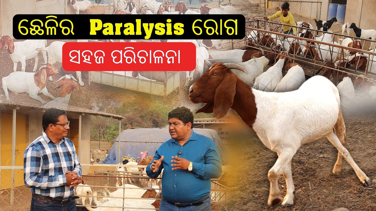 Goat Farming ଛେଳି ର Paralysis ରୋଗ ସହଜ ପରିଚାଳନା - YouTube