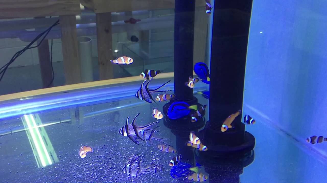 Finding Dory Finding Nemo Clown fish Blue Tang Aquarium - YouTube