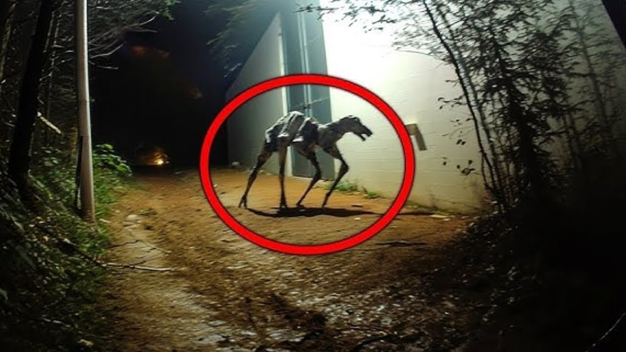 Disturbing Wild Creatures and Cryptids Caught On Trail Cams - YouTube