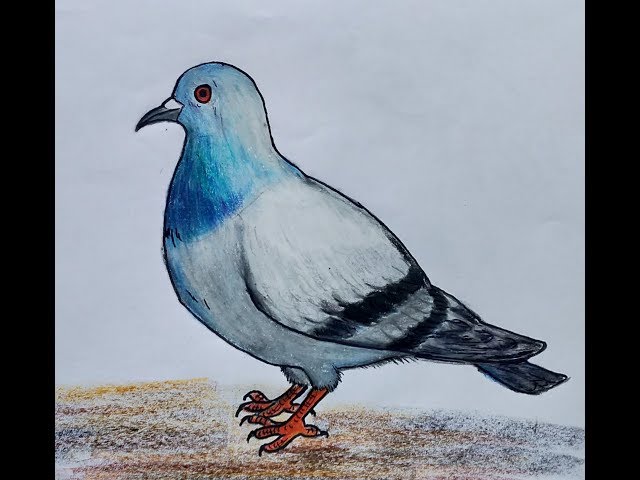 Pigeon Drawing For Kids