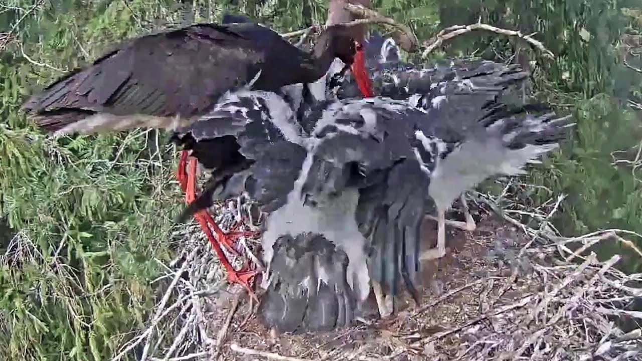 Melnais stārķis~Grafiene brings finally food~12:04 PM 2021/07/29 - YouTube