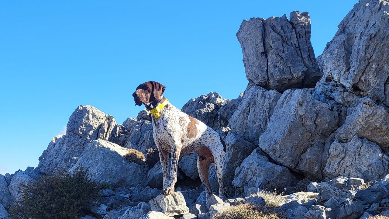 κυνηγι μπεκατσας στην Κρήτη με@KurzhaarThettalos/woodcock hunting with# ...