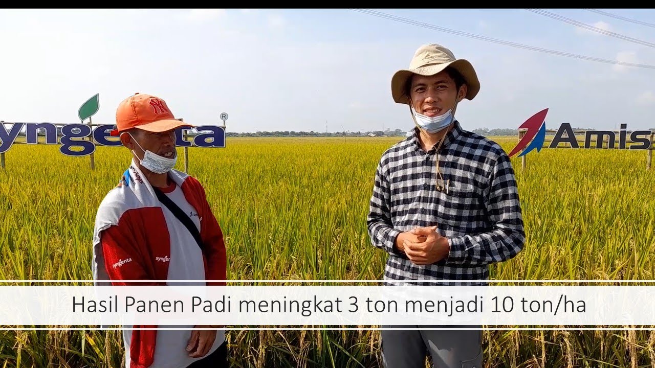 Luar Biasa! Hasil Panen Padi Meningkat menjadi 10 ton/ha. Beginilah ...