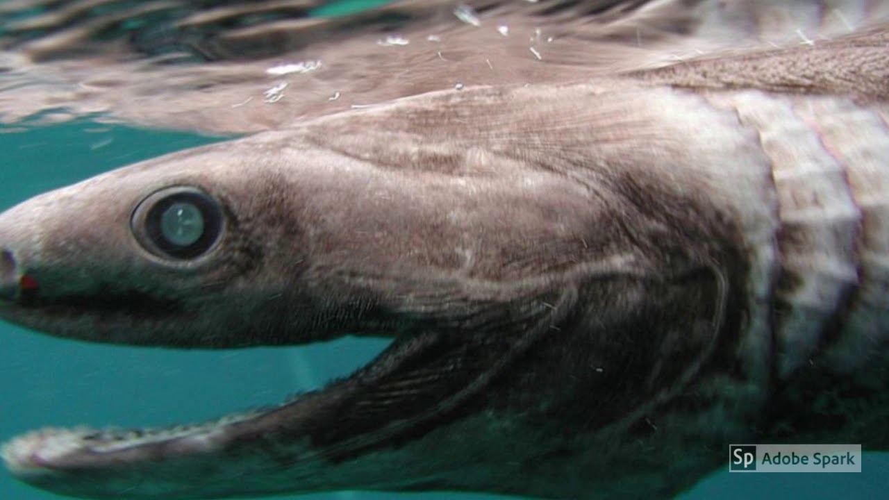 South African Frilled Shark - YouTube