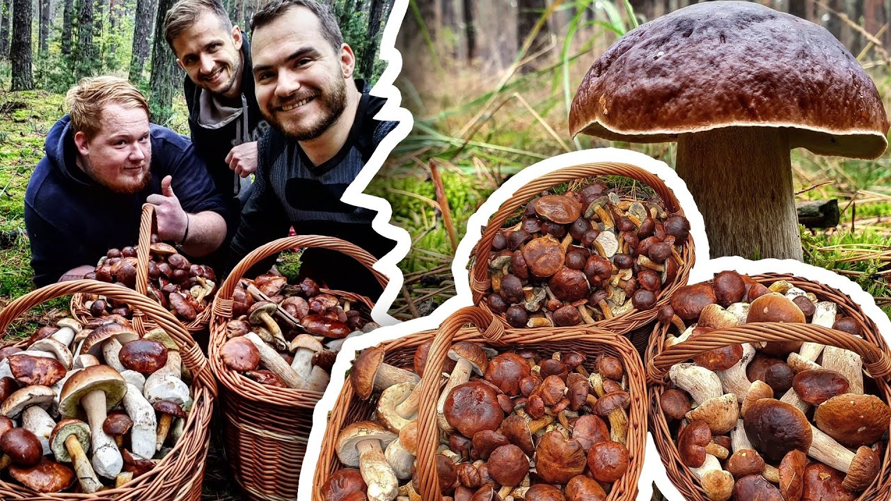 MRAKY suchohríbov hnedých KRÁSNE hriby smrekové na huby houby grzyby ...