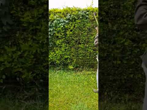 arreglar podar arbusto suingla fácil con guadaña - YouTube