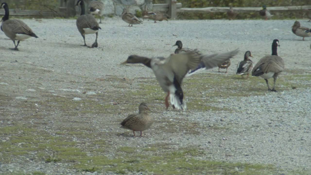 Duck falls flat on its face while landing - YouTube