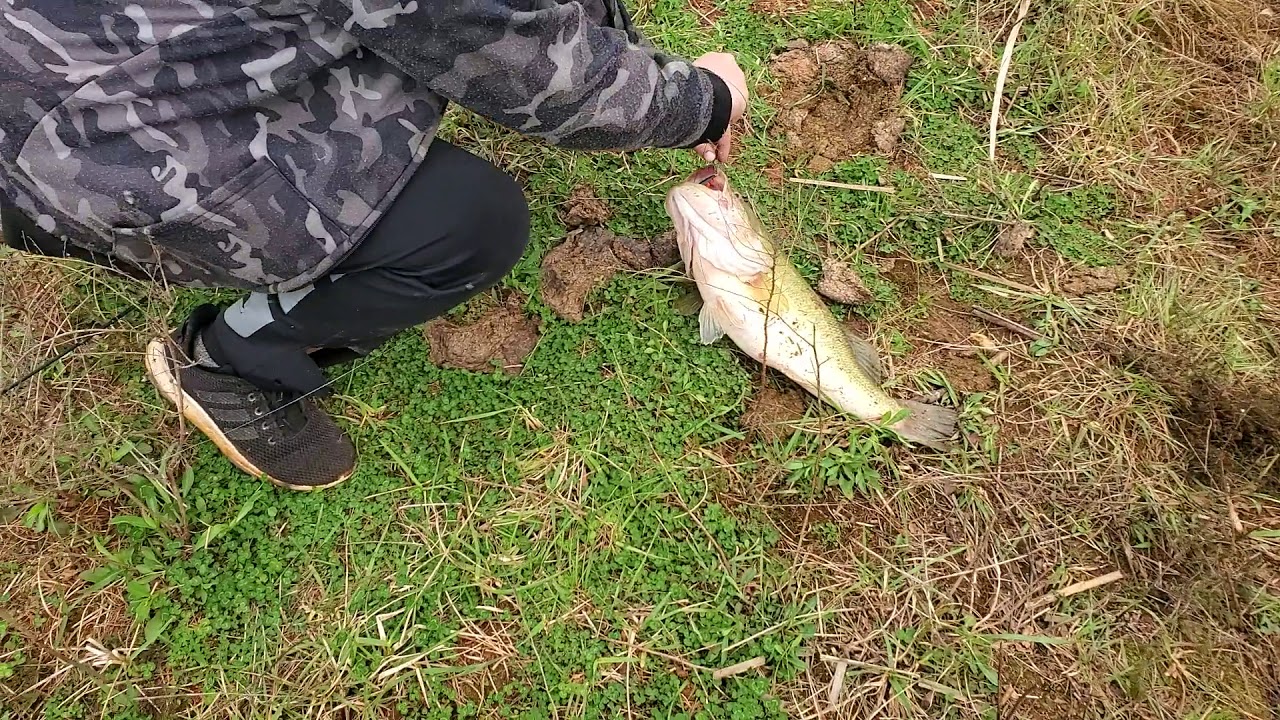 6 Pound Bass At The Farm Pond - YouTube