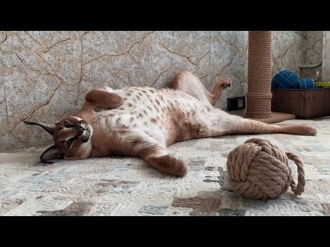 Big Floppa Needs to Eat Chicken : Caracal - YouTube