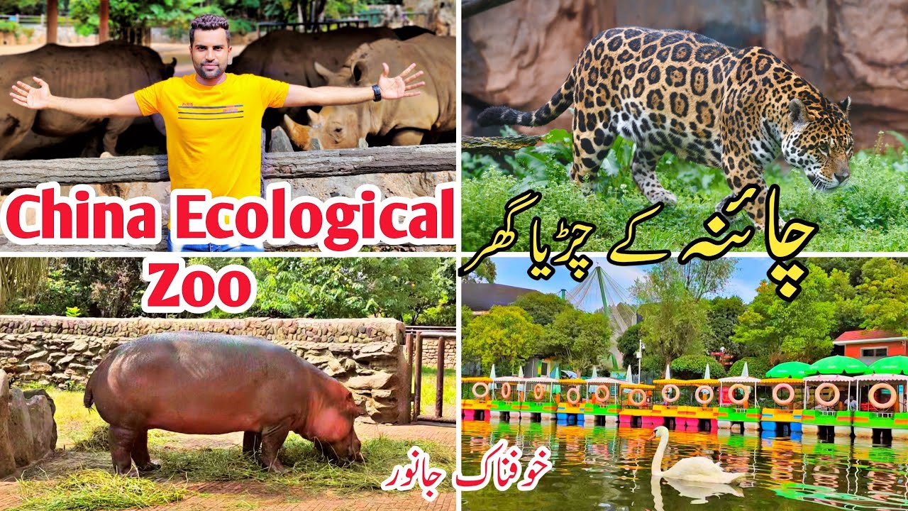 Amazing Zoo in China | Changsha Ecological Zoo | Chinese Bear | Sun ...