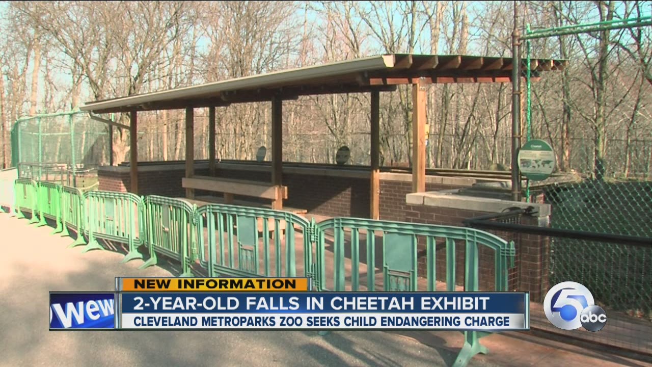 2-year-old in stable condition after falling into cheetah exhibit at ...