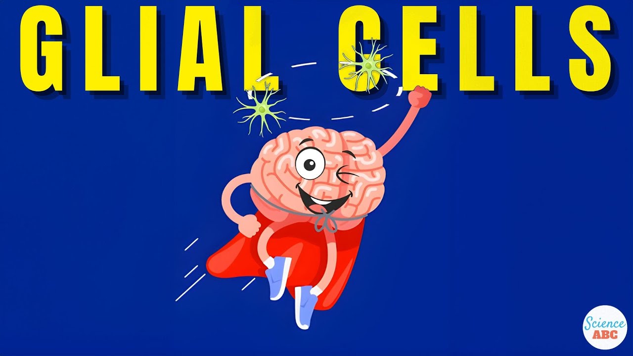 What Are Glial Cells Definition Types Functions Of Glial Cells Role In Psychology Youtube
