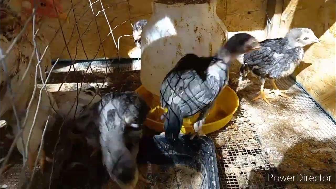 update me nyuam qaib - YouTube