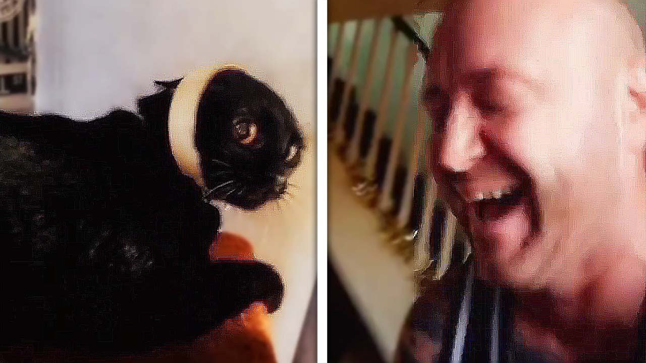 CAT GETS HEAD STUCK IN TAPE | Funny Cat Video That Will Make You Laugh ...