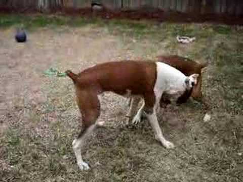 Surprise (Play) Attack (boxer dogs) - YouTube