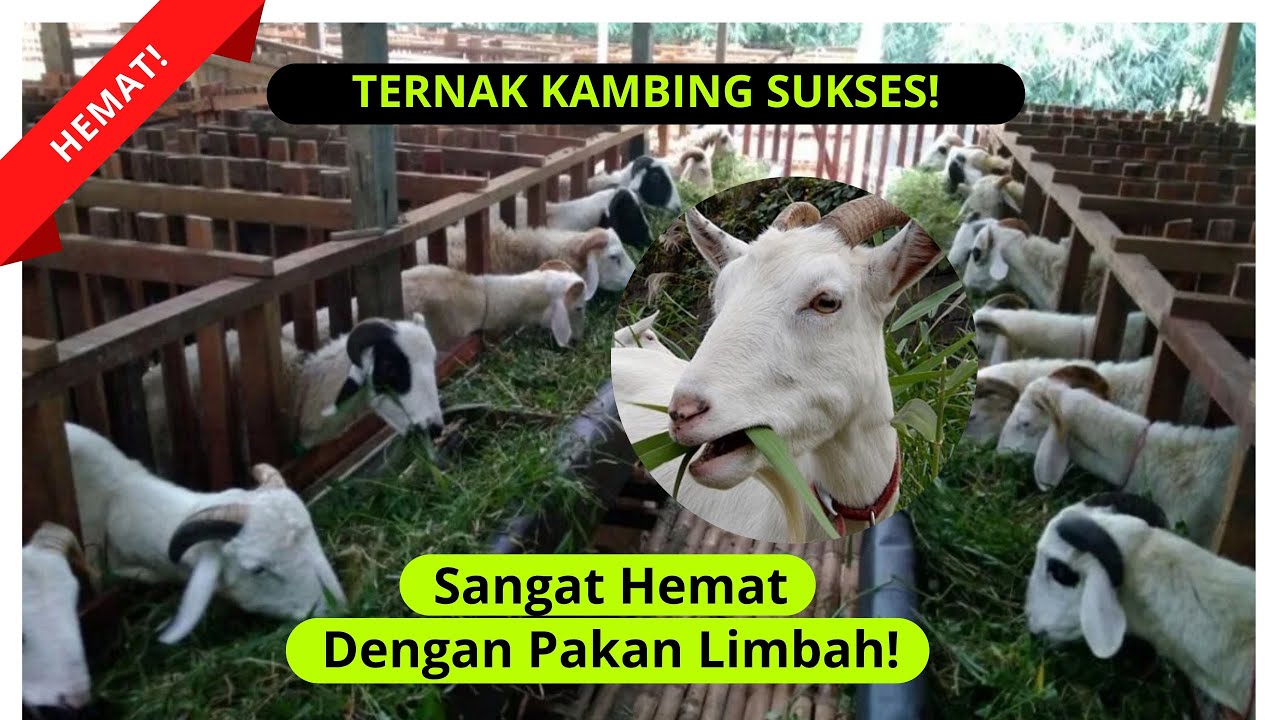 Ternak Kambing Sukses dengan Pakan Rumput Limbah Hemat Biaya ...