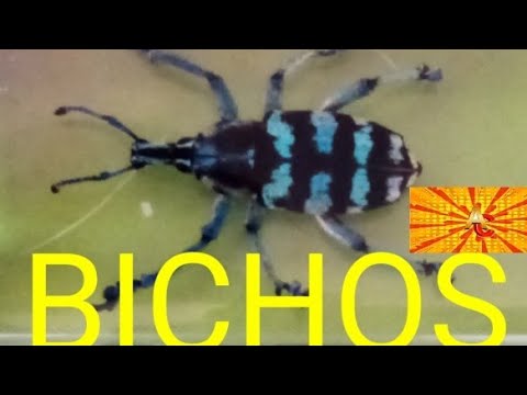 Bichos Gorgojo Azul ( Nueva Guinea ) - YouTube