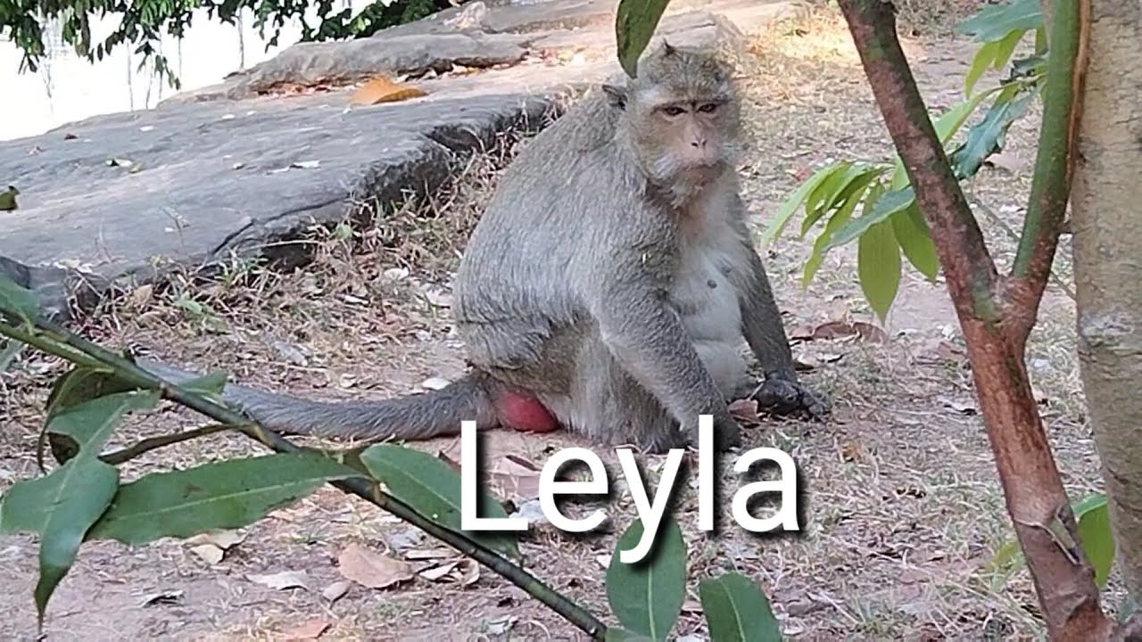 Leyla cute cute - YouTube