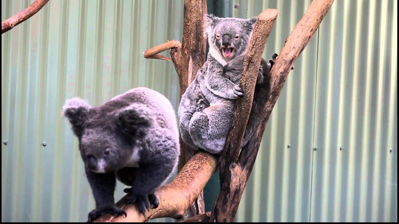 koalas.MOV - YouTube
