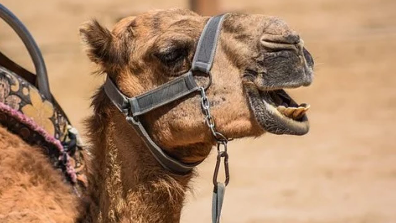 Funny and Cute Camel Video 2021, Camels Depart on a Desert Journey Fun ...