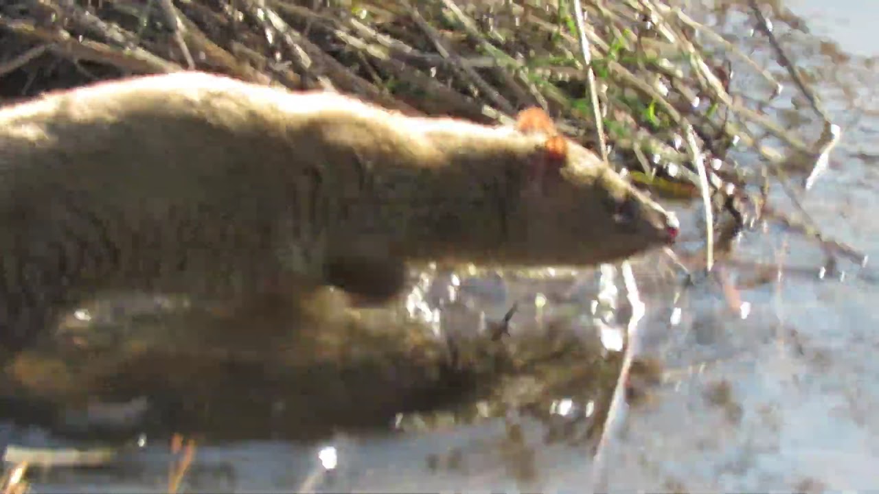COMADREJA COLORADA (Lutreolina crassicaudata) LOZANO BS AS - YouTube