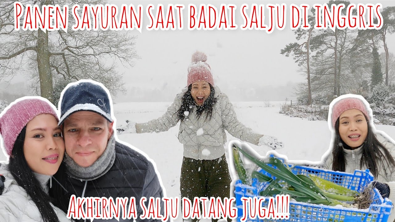 BADAI SALJU PERTAMA SEJAK TINGGAL DI INGGRIS || PANEN SAYURAN SAAT ...