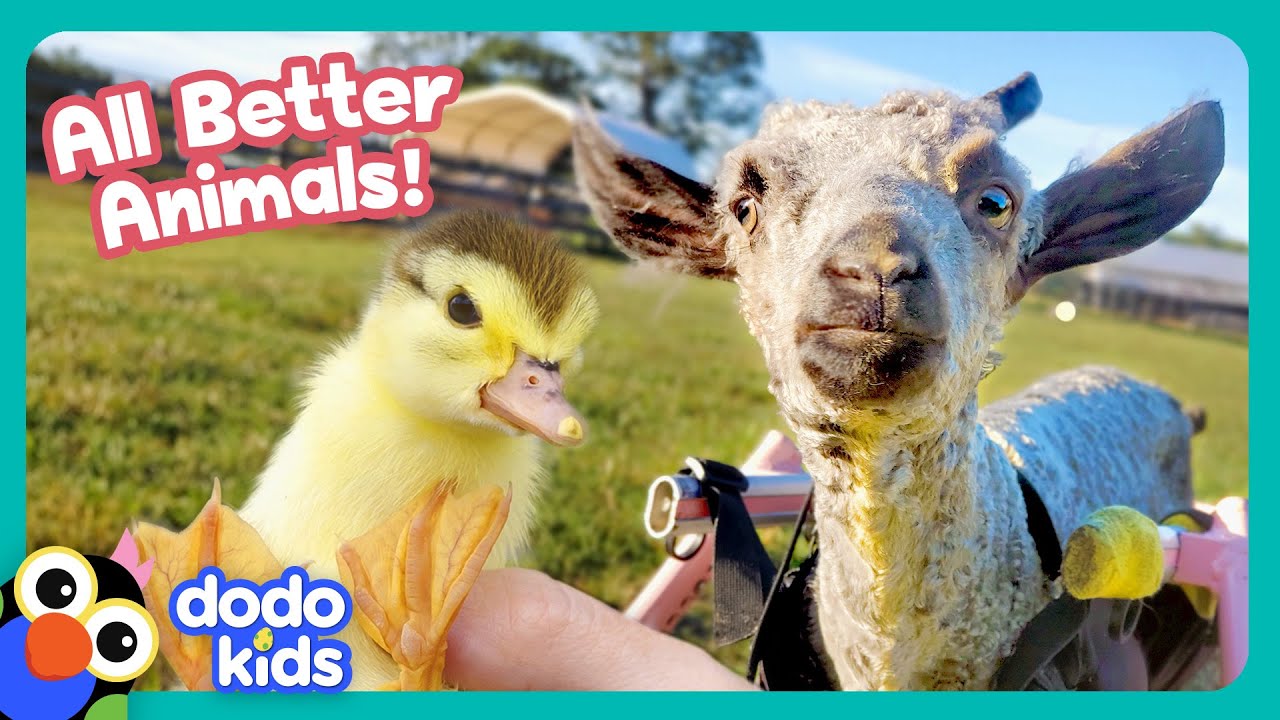 Wobbly Goat, Tripping Duck And 3-Legged Cow Need Our Help! | Dodo Kids ...