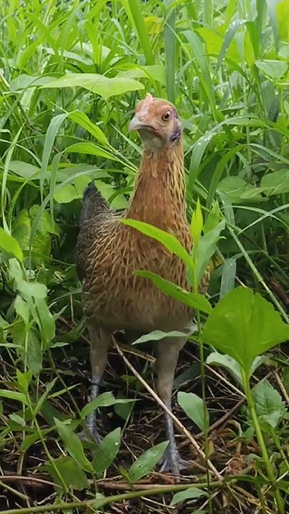 suab poj qaib see cuab tuaj zoo heev - YouTube