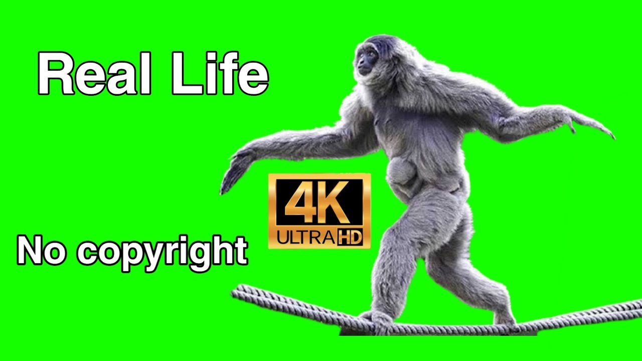 Kingkong green screen monyet green screen - YouTube