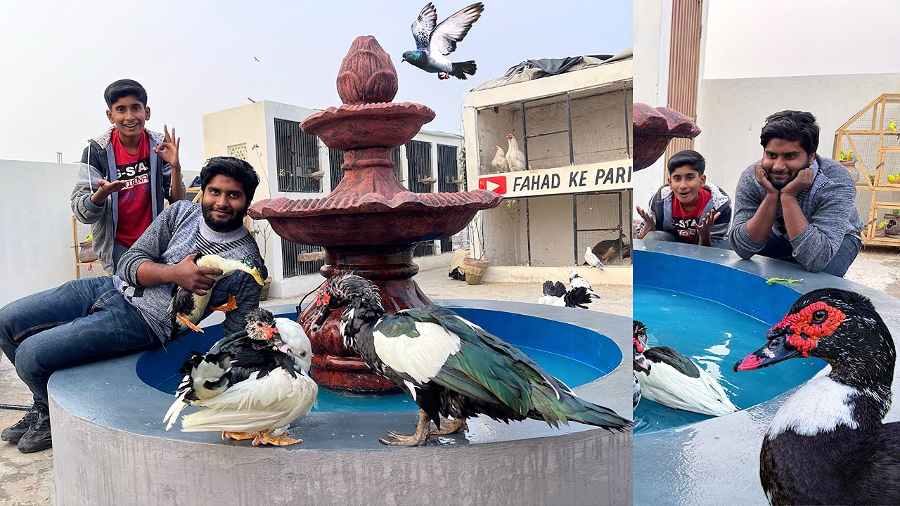 Mini Zoo Main Mag Ducks A Gayi 😍 Sub Ducks ko Pool Main Chor Diya ️ ...