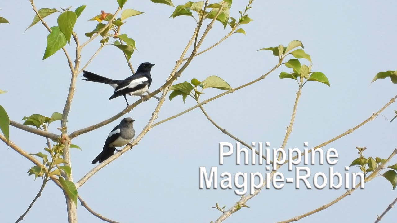 Philippine Magpie-Robin (Male and Female) - YouTube