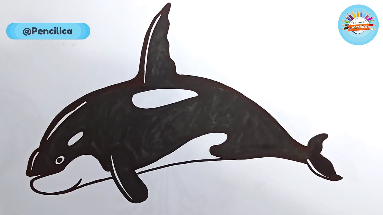 How to draw a killer Whale easy step by step - Killer Whales drawing ...