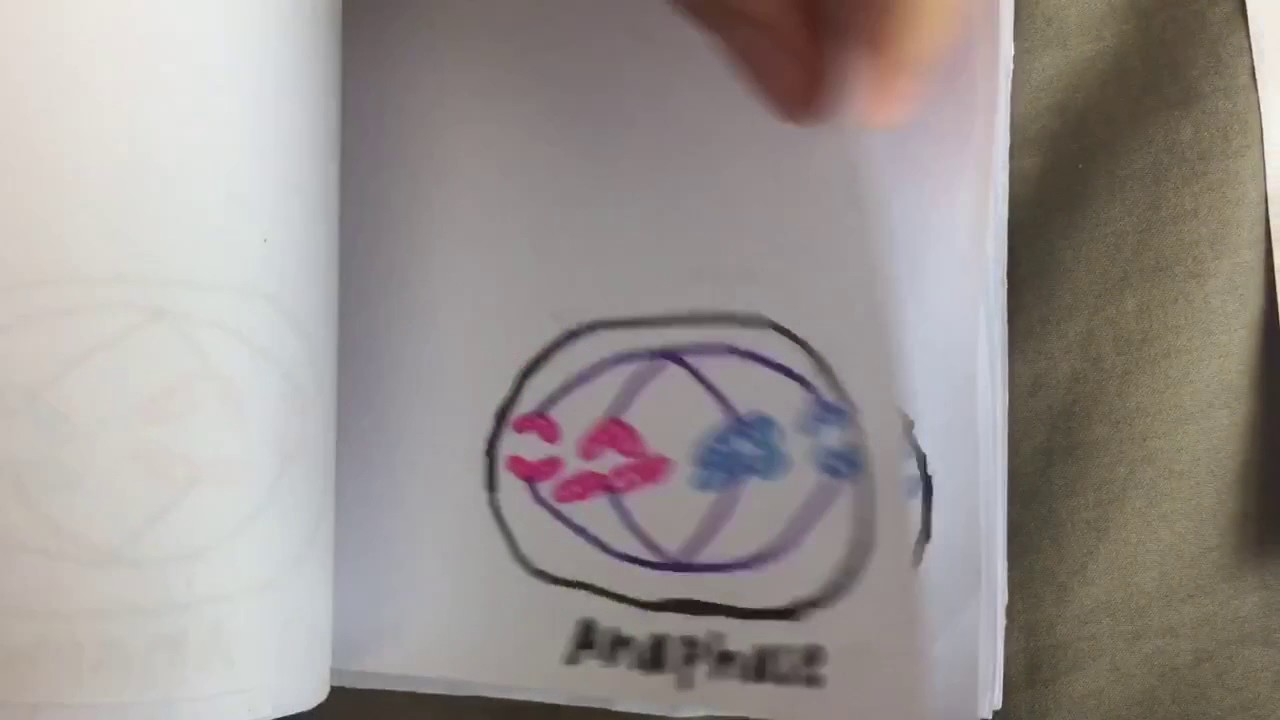 Mitotic Cell Division - Flipbook by Vanessa - YouTube