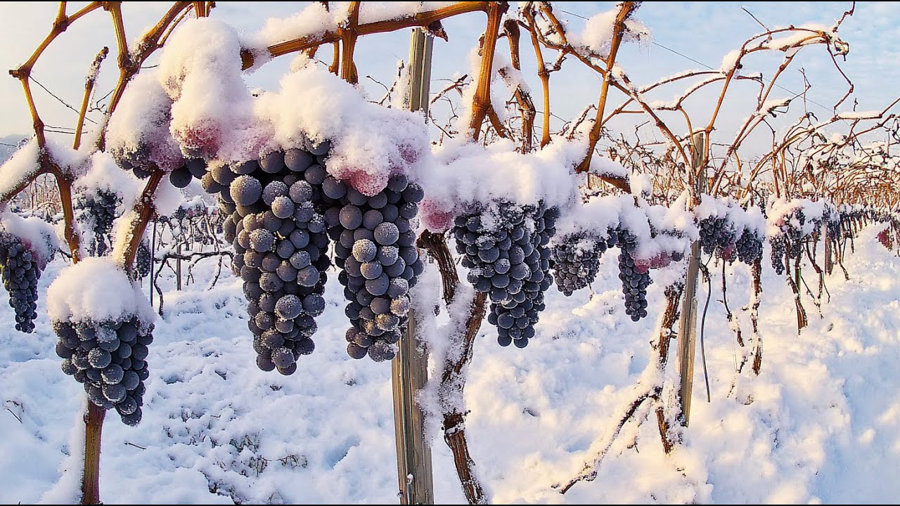 Processing And Harvesting Of Snow Grapes - Snow Grape Growing ...