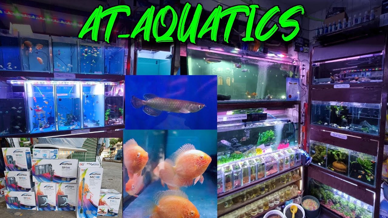 AT_AQUATICS NEW FISH STOCK - YouTube
