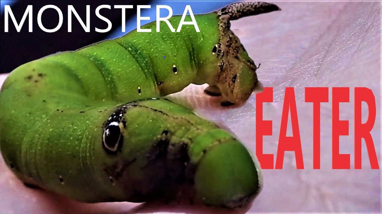 What ate the Monstera Plant? The Hawkmoth Caterpillar! - YouTube