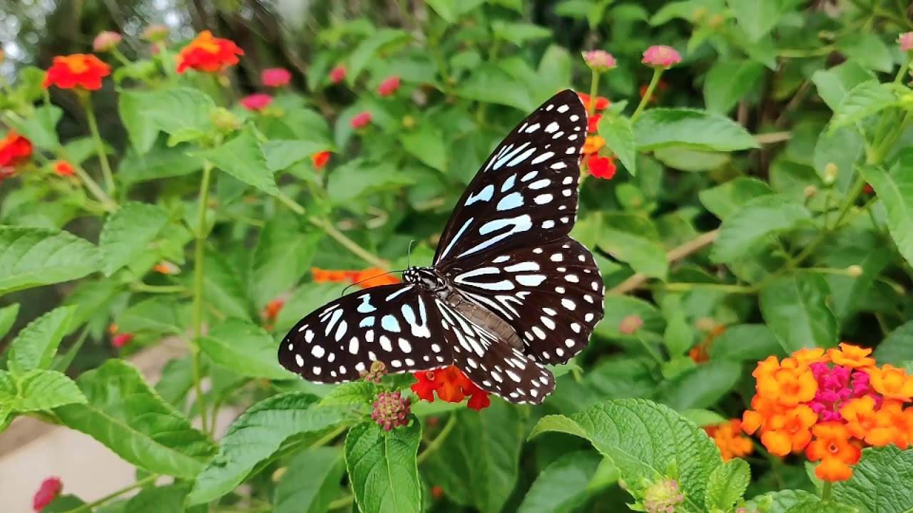 Butterflies Flying - YouTube