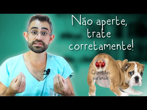 Inflamação de glândulas paranais (sacos anais) | Dica Veterinária #86