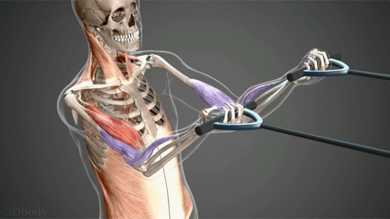 Appendicular Muscles anatomy origins insertions and actions for Anatomy ...