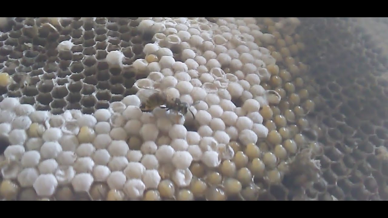 In The Ceiling & In The Ground Yellowjacket Nests Abound! - YouTube