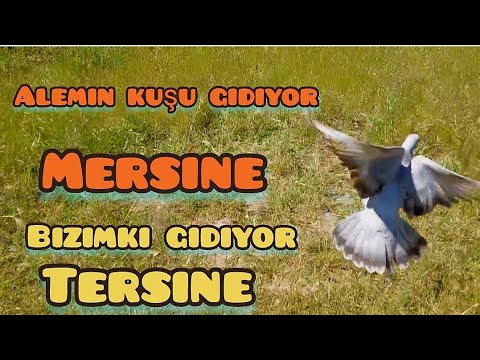 Kula dişi yavru taklayi cogaltti ama ! Taklacı güvercin oyunkuşu 
