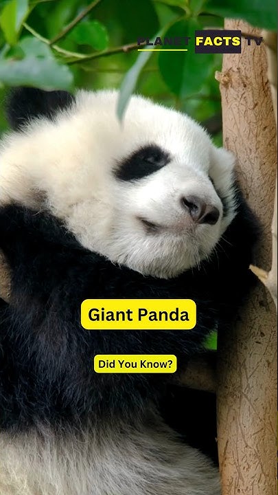 Discover the Amazing World of Giant Pandas | Fun Facts & More | Planet ...