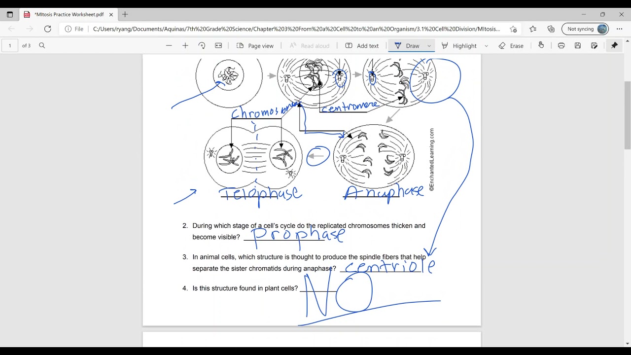 Mitosis Notes Worksheet Mitosis And Meiosis Activity Worksheet