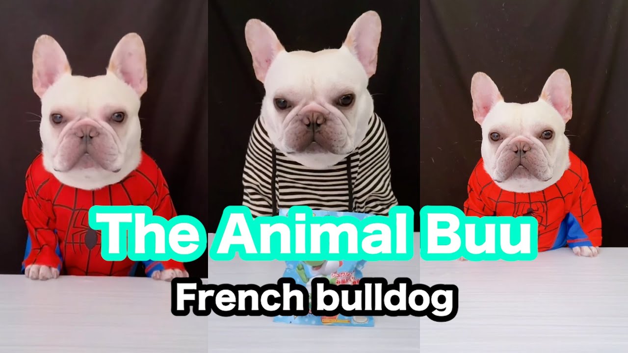 The Animal Buu Compilation | the most Fuuny collection192 #theanimalbuu ...