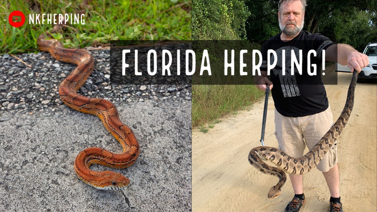 Snake Hunting in North Florida and South Georgia! Rattlesnakes, Corn ...